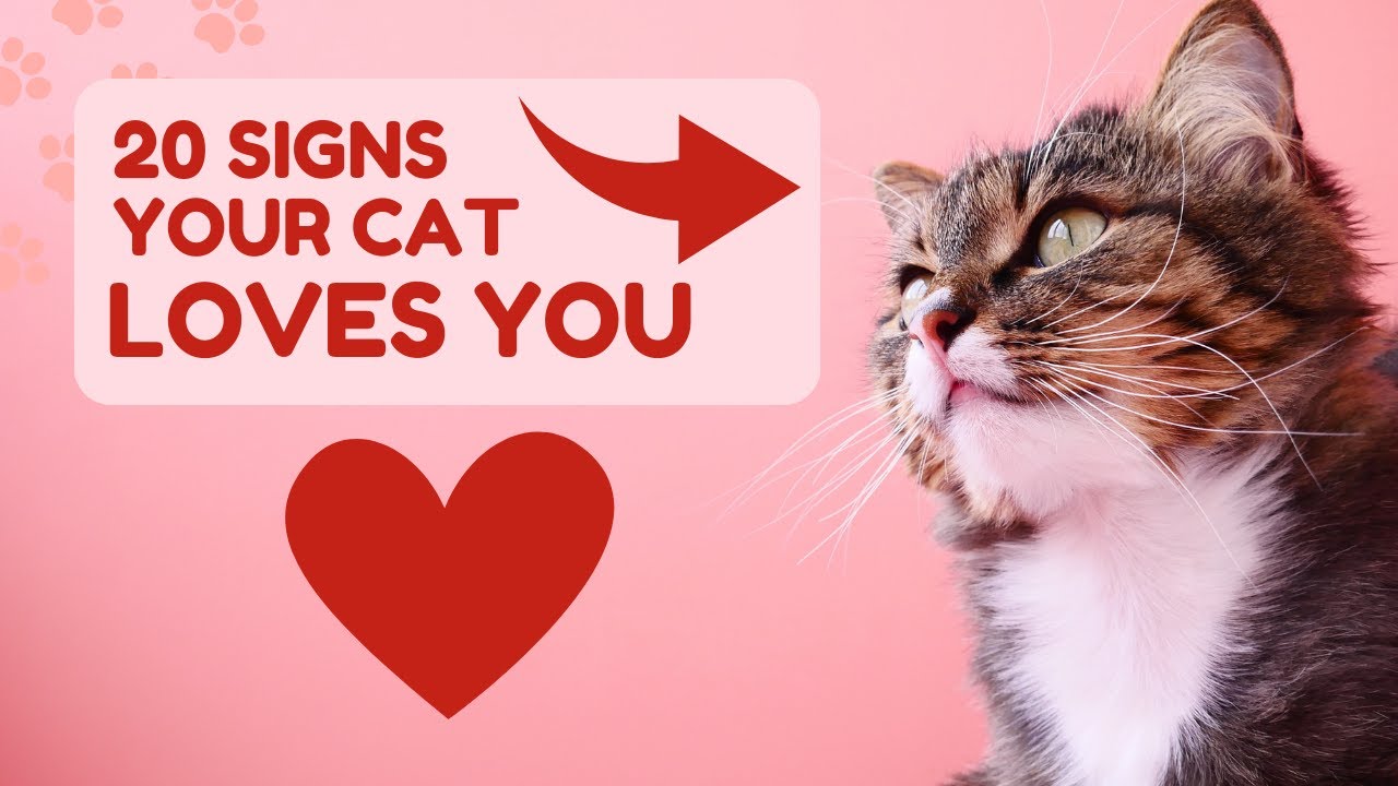 20 Fascinating Signs That Your Cat Loves You! - YouTube