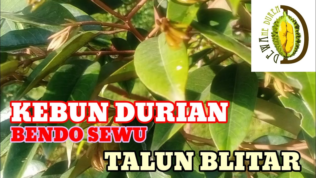 KEBUN DURIAN BENDO SEWU TALUN BLITAR (@dewaneduren) - YouTube