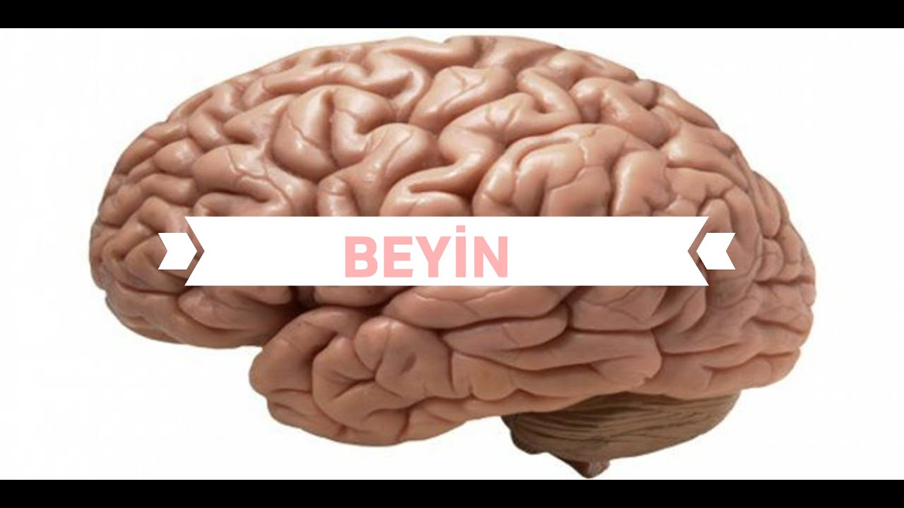 BEYİN-BEYNİN BÖLÜMLERİ-LİMBİK SİSTEM-BEYİN NASIL İNCELENİR - YouTube