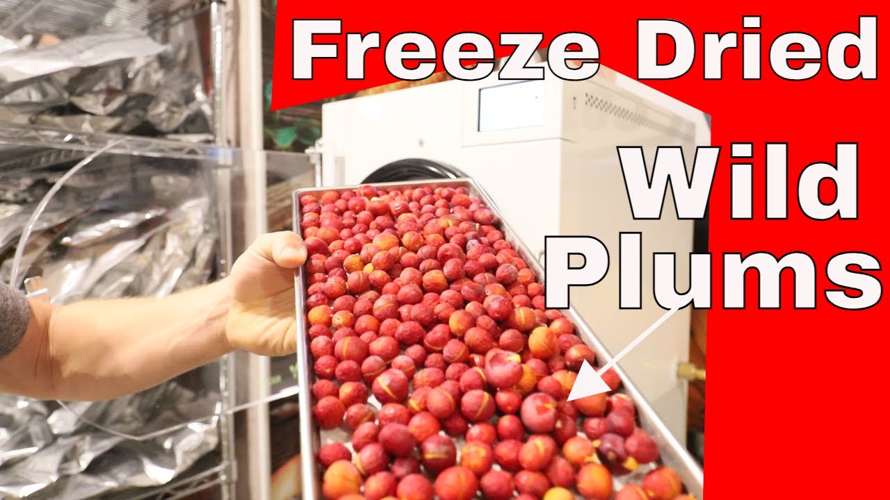 Freeze Dried Wild Plums -- From Tree to Long Term Food Storage # ...