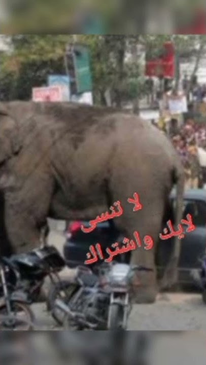 اغرب انتقام حتى بعد الموت فيل ينتقم من سيدة هندية فيل انتقام انتقام