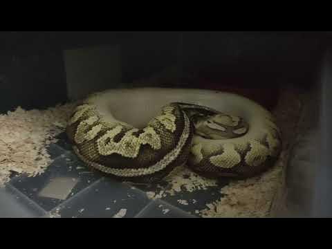 Ball Python Doing Crazy Stuff | Building Follicle - YouTube