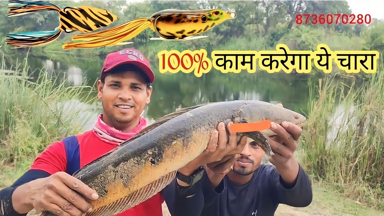Monster Snakehead Fishing | Snakehead Fish Catching | Murrel Technique ...