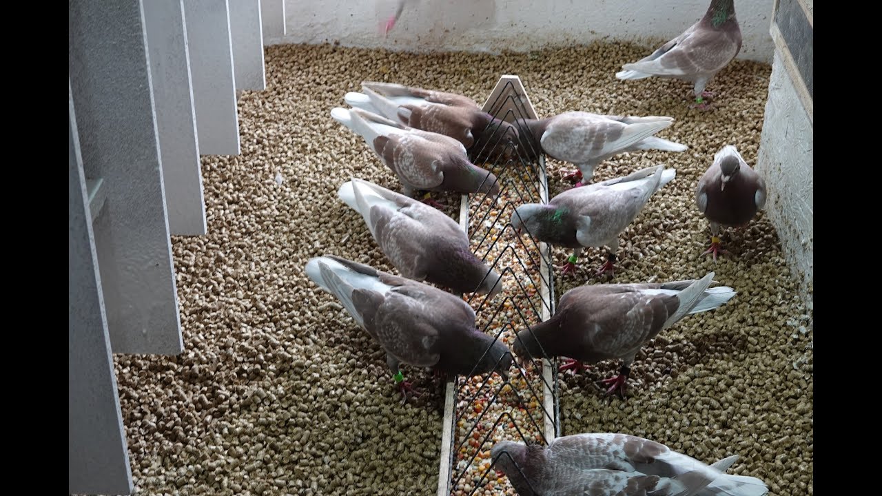 The Pigeon Collector of the Janssen Brothers from Arendonk - Tosnowiec ...