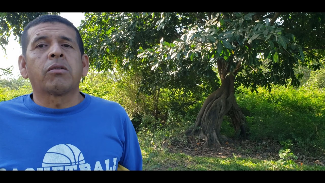 Arbol de chilamate - YouTube