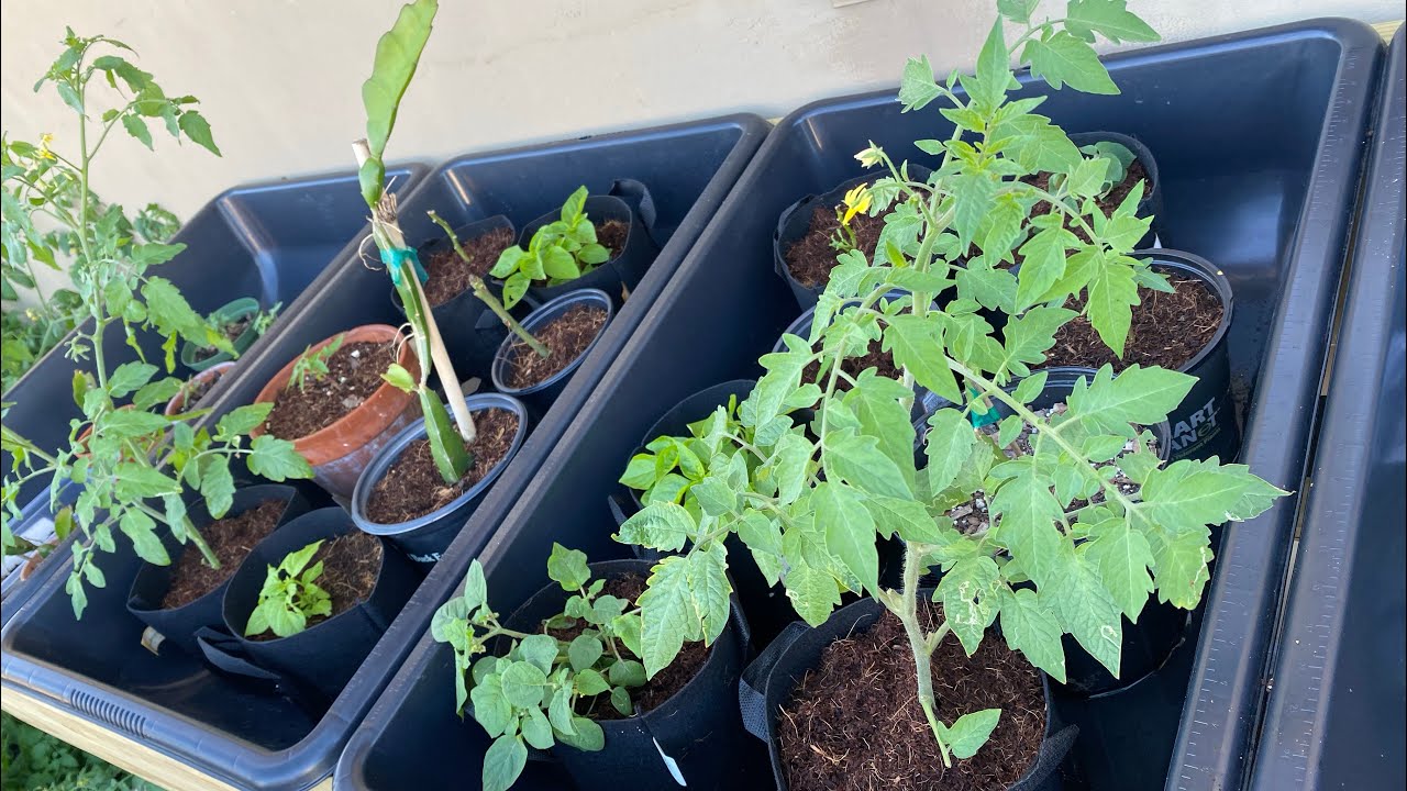 DIY Flood and Drain / Ebb and Flow Hydroponic Table - YouTube