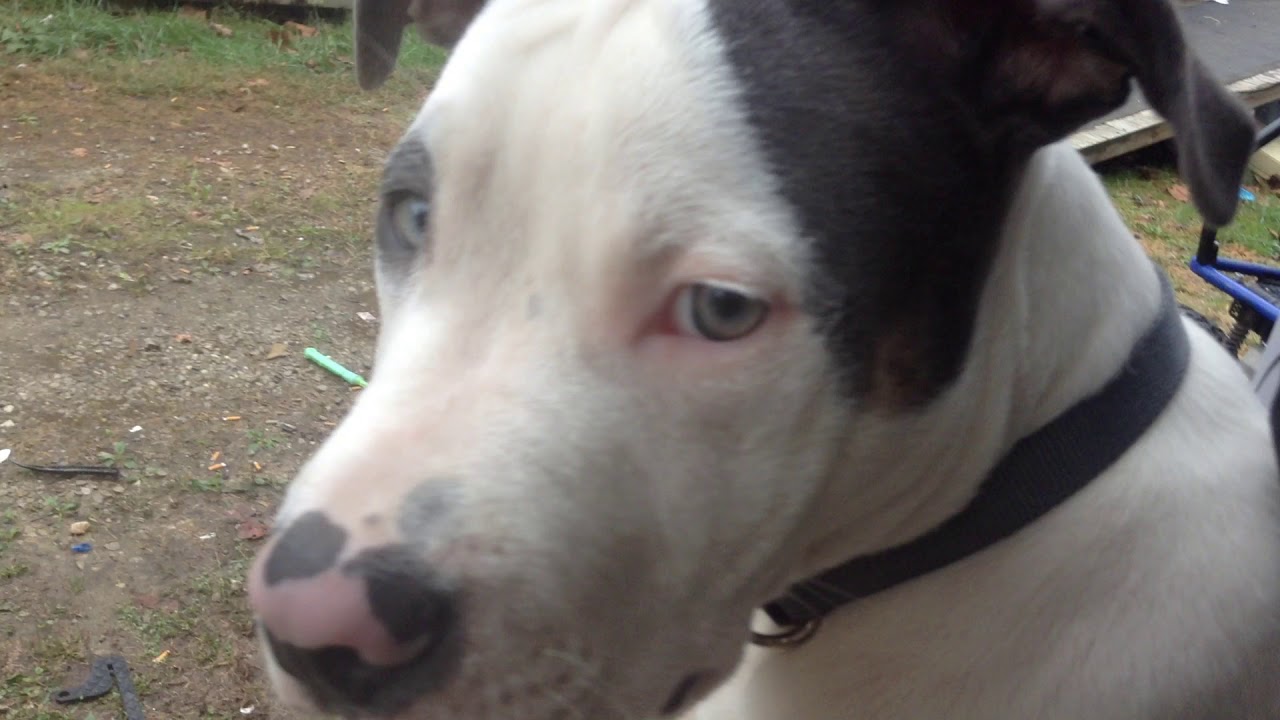 My dog blue - YouTube