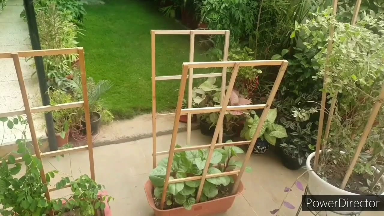 Making Trellis for vines & creepers eg Aprajita //For round ...