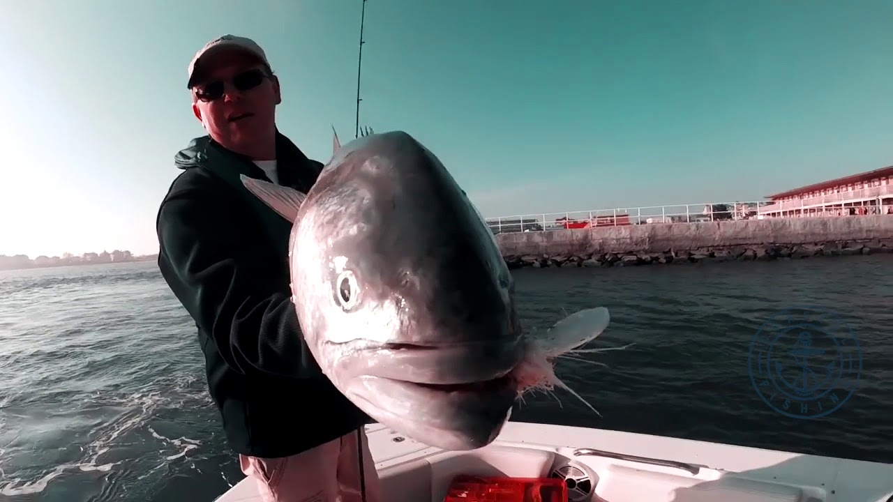 Nonstop Gator Bluefish Fishing Action - YouTube