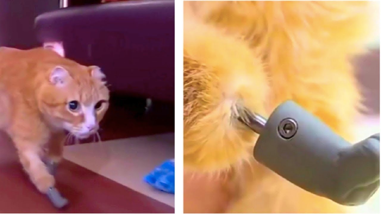 Cat Gets ‘World’s First’ Bionic Paws After Losing Feet To Frostbite ...