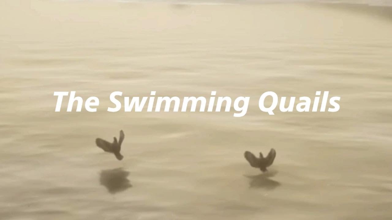 The Swimming Quails | Red Dead Redemption 2 - YouTube