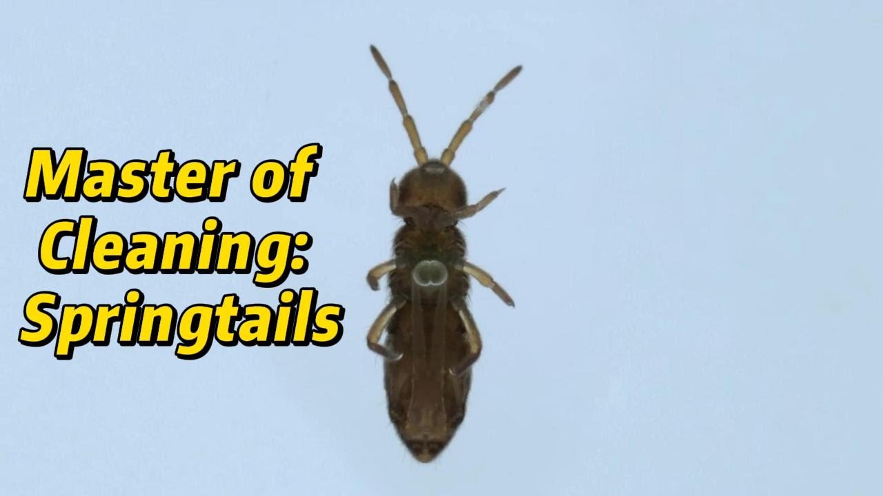 Master of Cleaning: Springtails ｜How To Culture Springtails - YouTube