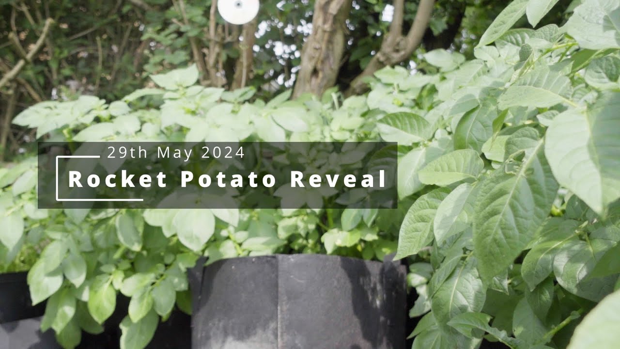 Rocket Potato Reveal May 2024 - YouTube