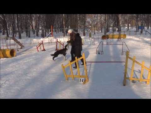 Биджи аджилити