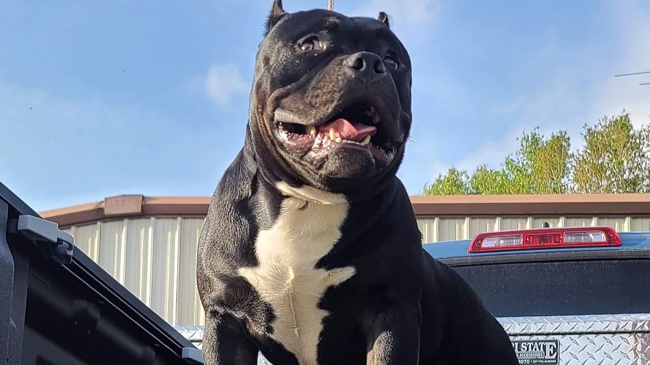 American Bully Pack Feeding made EASY and cost efficient. Skin health ...