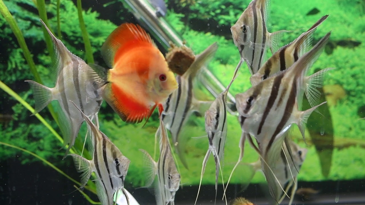 Tank raised Pterophyllum altum - YouTube