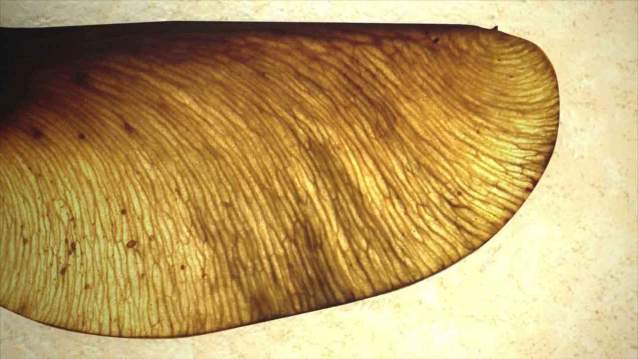 flowpiano, semillas con alas - YouTube