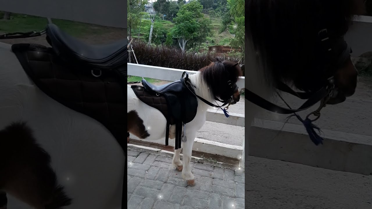 Kuda | Kuda Mini | Kuda Poni | Kuda Putih | Kuda Cantik | Horse ...