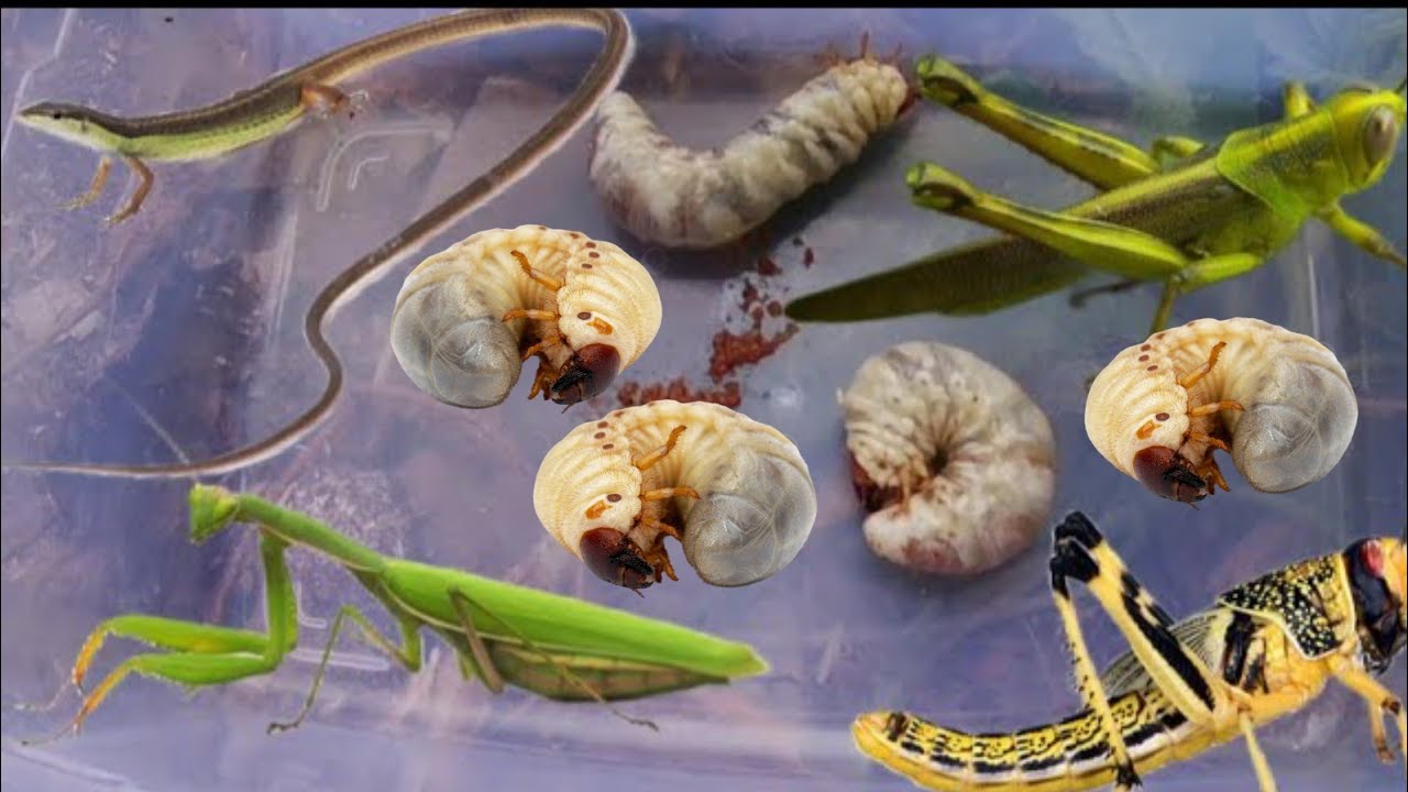 a beautiful place to hunt grasshoppers, grass lizards, larvae, praying ...