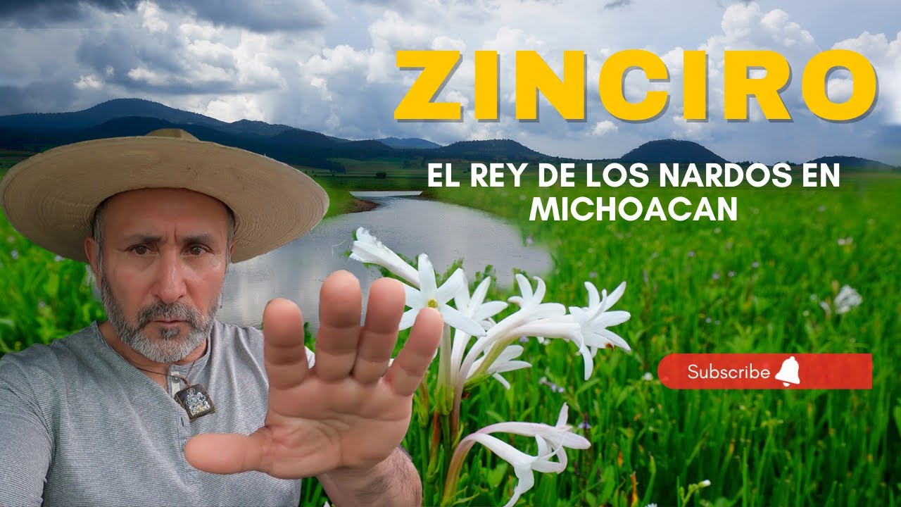 Zinciro el REY de los NARDOS en Michoacan - YouTube