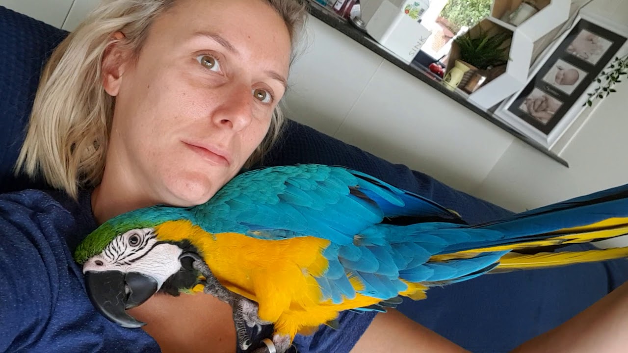 Macca macaw morning cuddles - YouTube