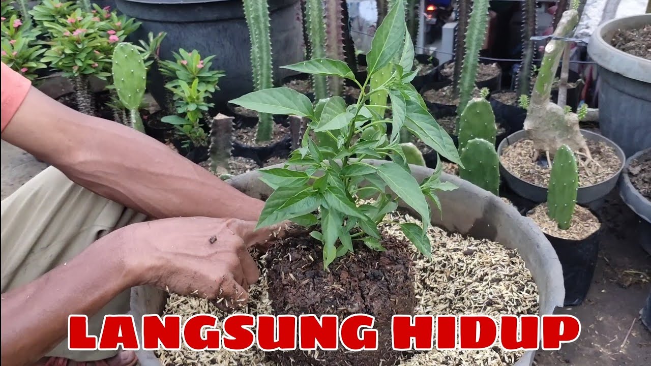CARA TANAM POHON CABAI !! PART 1 - YouTube