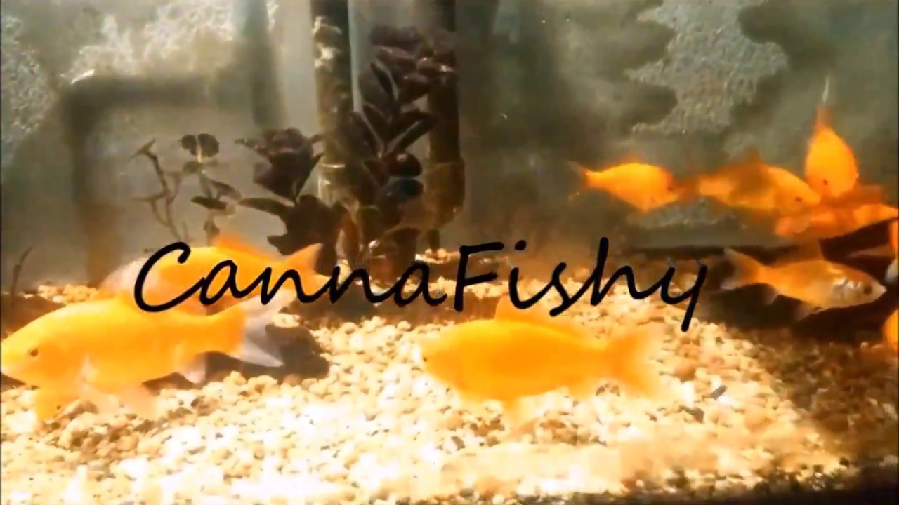 Growing Medical Cannabis with fish Aquaponics - YouTube