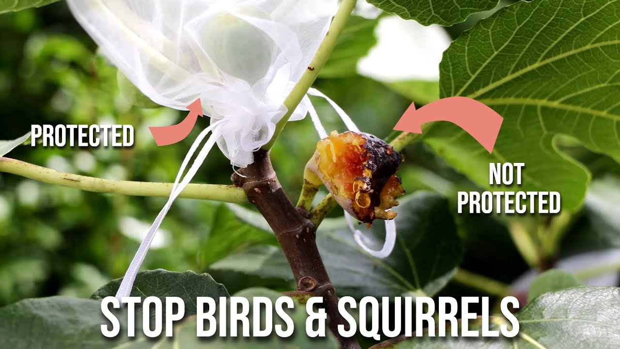 How to Protect a Fig Tree From Birds and Squirrels: What's Eating My ...