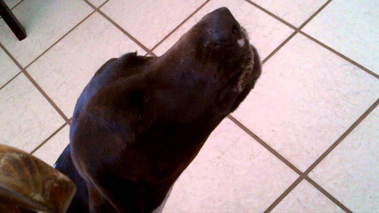 Cas Dog Abrams Sings - YouTube