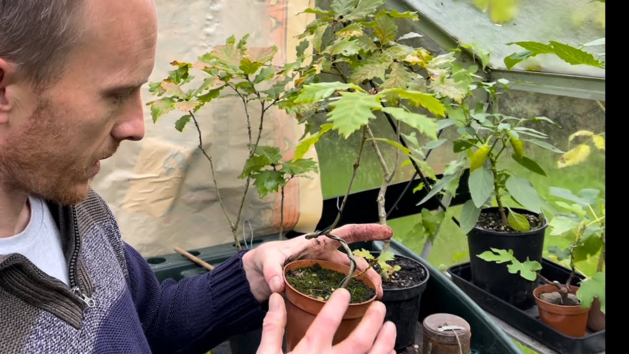 Starting Oak tree Bonsai from Seed ‘Acorns’ - YouTube