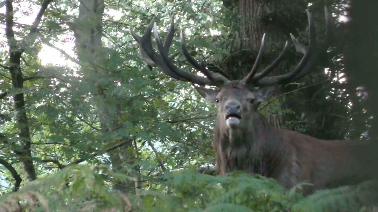 MONSTER Wild Red Stag Close Encounter!!!! - YouTube