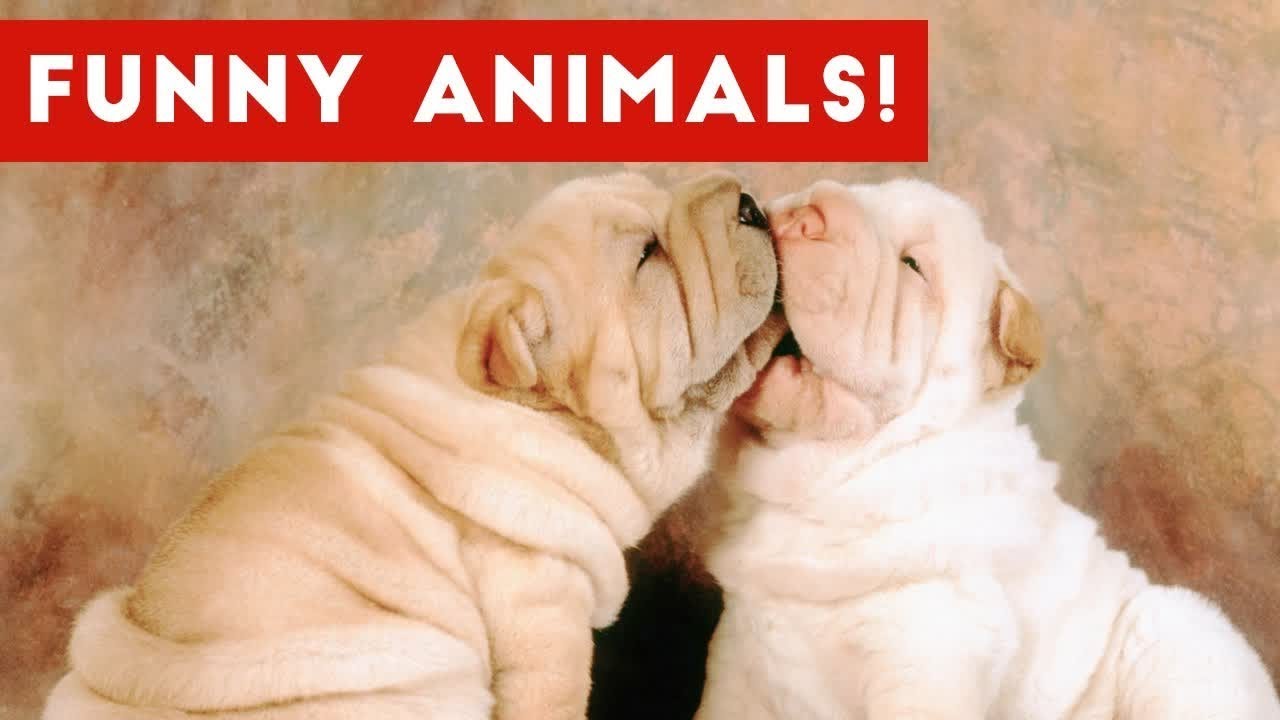Pets TV Funniest Pet Clips, Bloopers, Viral Videos & Outtakes Weekly ...
