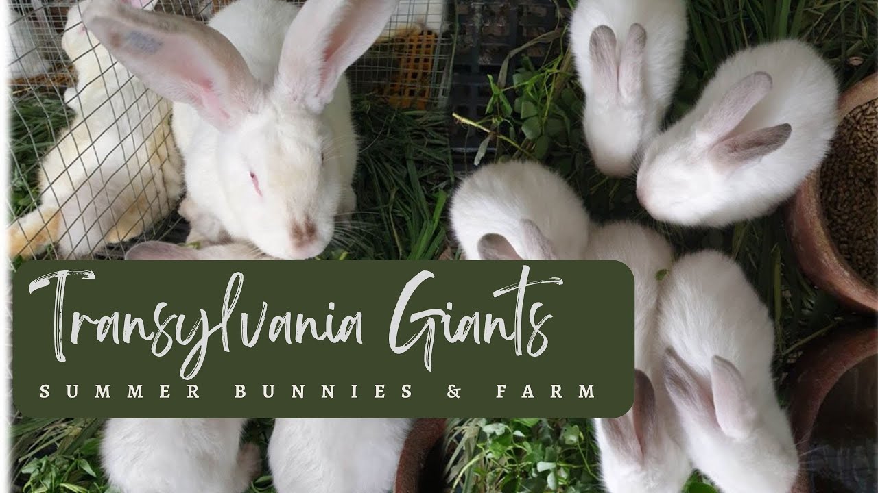 Imported Transylvania Giant Rabbits are now in Mindanao! - YouTube