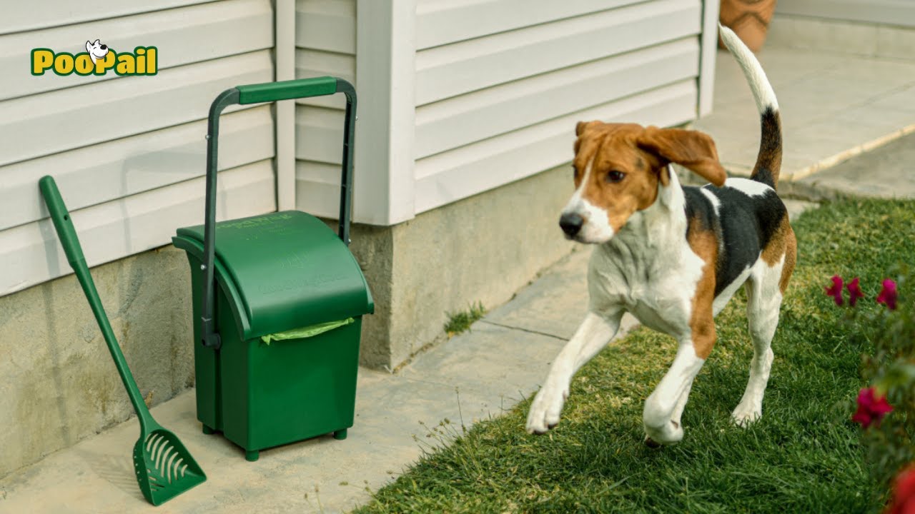 Meet PooPail: World’s only 2-in-1 solution for cleaning dog poop - YouTube