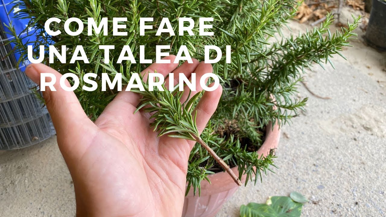 Come riprodurre il rosmarino PER TALEA: il tutorial! - YouTube