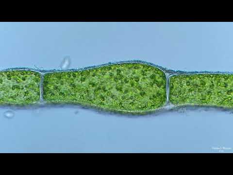 𝙍𝙝𝙞𝙯𝙤𝙘𝙡𝙤𝙣𝙞𝙪𝙢 Kützing, 1843 - YouTube