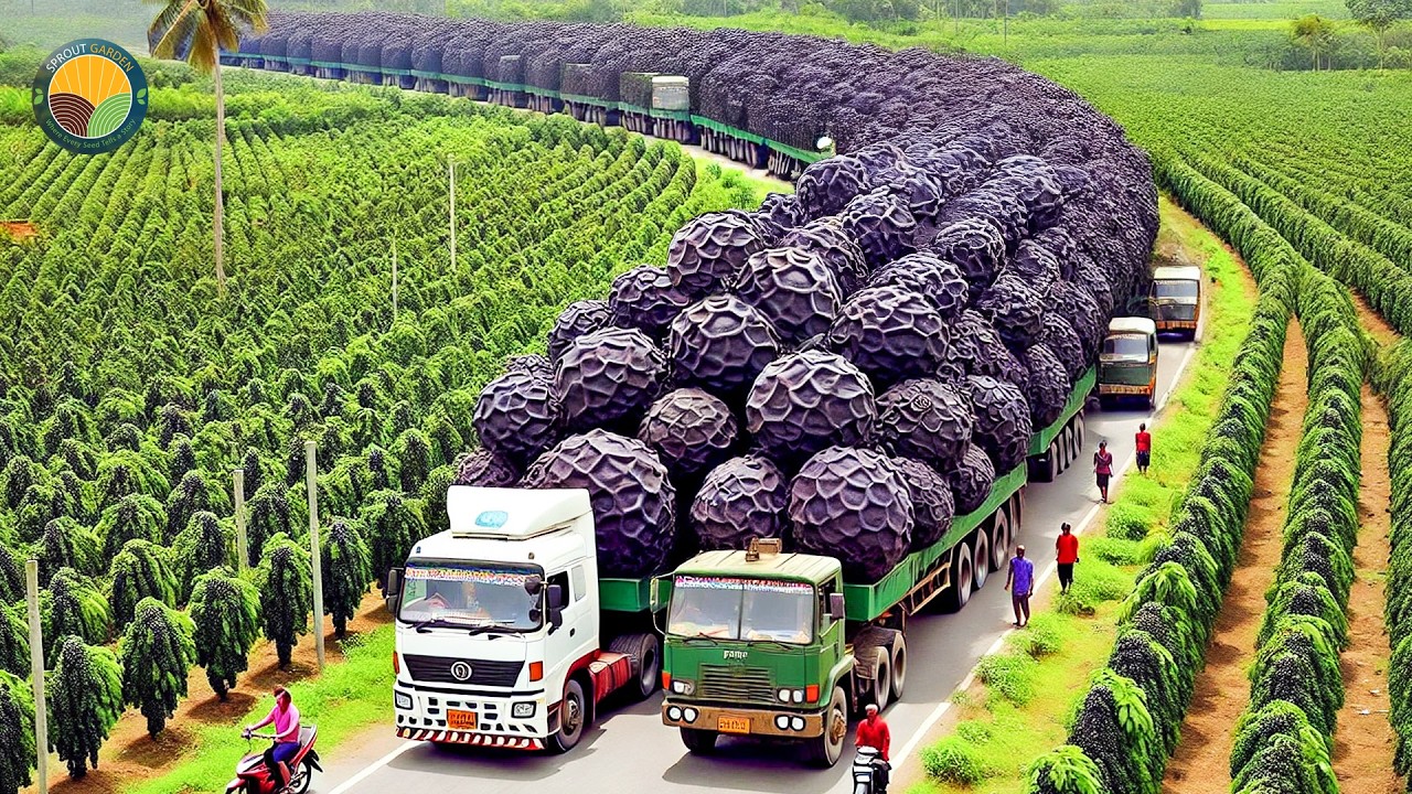 How Vietnamese Farmers Harvest Tons of Black Pepper: Black Pepper ...