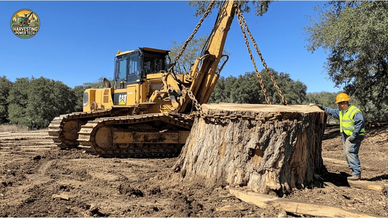 Amazing Fastest Big Tree Cutting Machines | Extreme Dangerous Monster ...