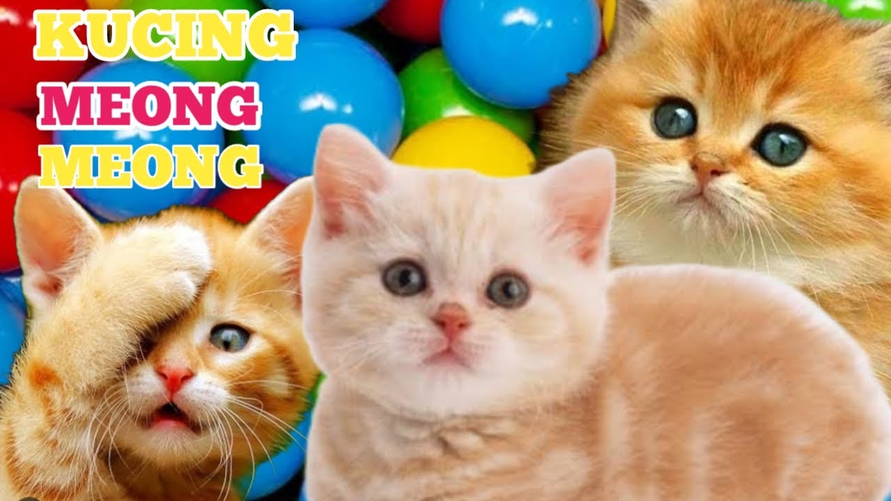 Kucing oyen makan enak 💧💦 kucing meong meong 💧💦#kucingimut #kucingoren ...