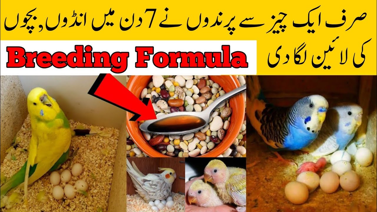 Birds breeding formula | Best breeding formula for budgies, lovebirds ...