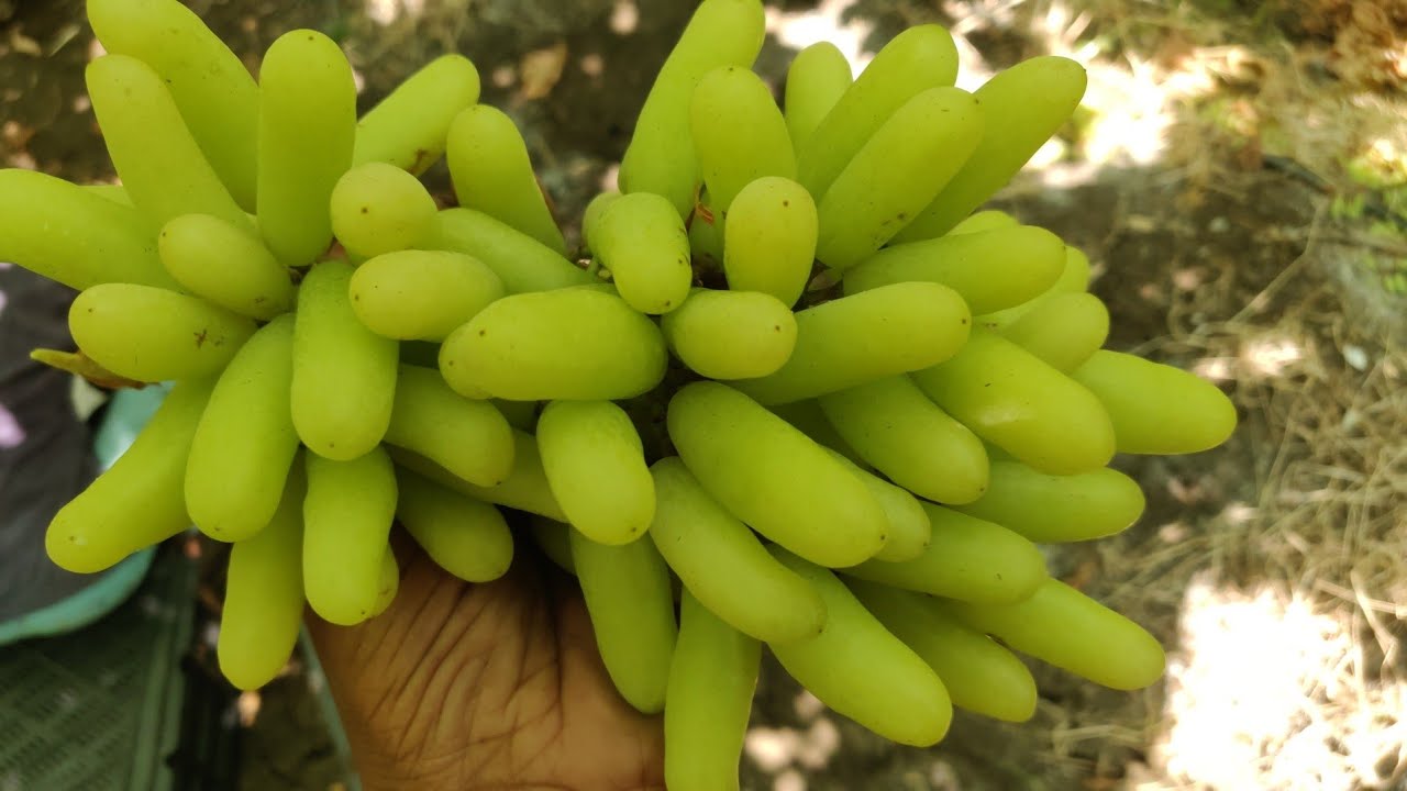 angur ka video 24 March 2023 - YouTube