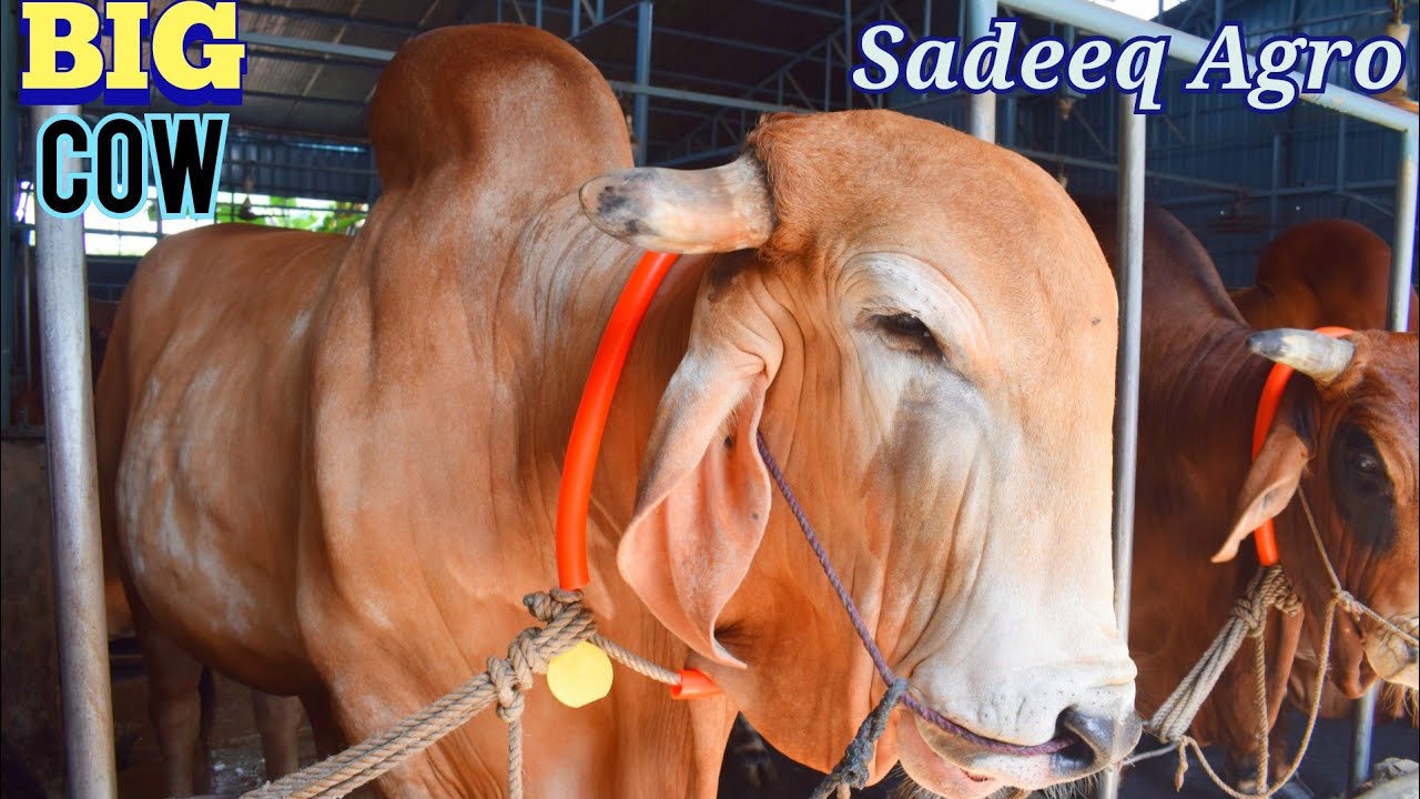সাদিক এগ্রোতে নতুন ভালবাসা।Sadeeq Agro 2022 All-New Bull Collection ...
