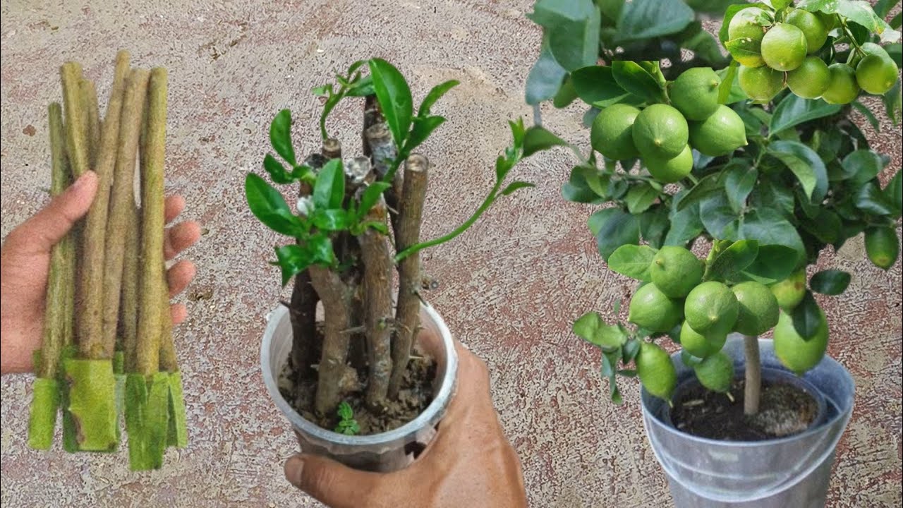 How to Propagate Lemon Tree From Cutting With Aloe Vera | Best Natural ...