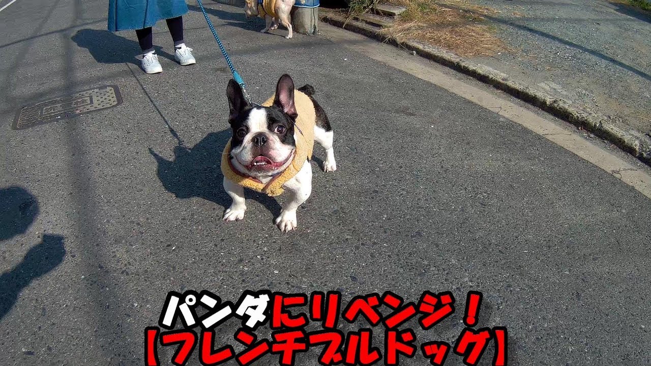 パンダにリベンジ！【フレンチブルドッグ】Revenge on pandas! French Bulldog - YouTube