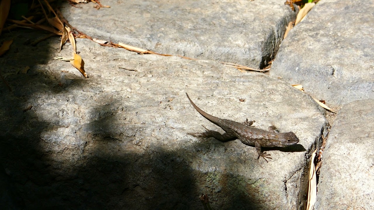 Lizard LA Zoo Los Angeles California USA April 8, 2021 Animals Nature ...