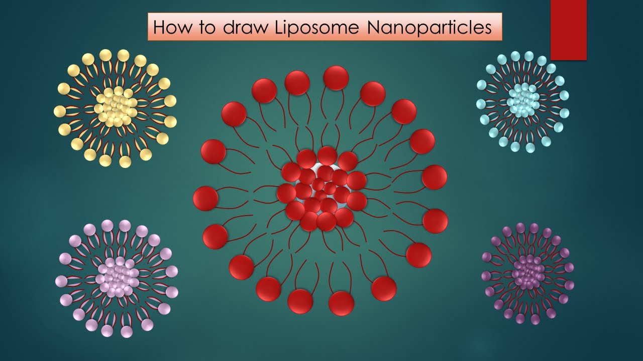 Graphical Abstract Part 11: How to draw Liposome Nanoparticles easily ...