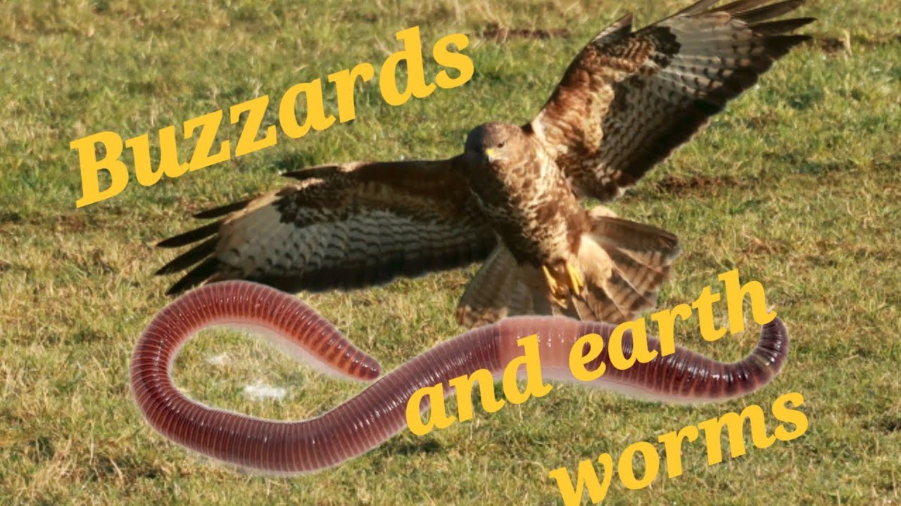 BUZZARDS HUNTING EARTH WORMS - YouTube