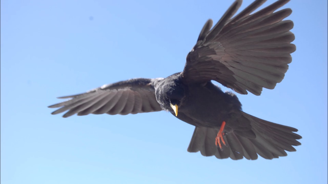 Yellow Billed Chough Corvidae - YouTube