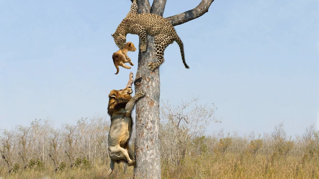 10 Prey Attacked By Lion So Brutally Caught On Camera - YouTube