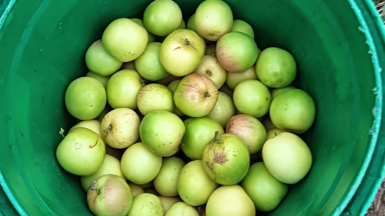 kashmiri red apple ber first time long fruiting .ball sundari.bor ...